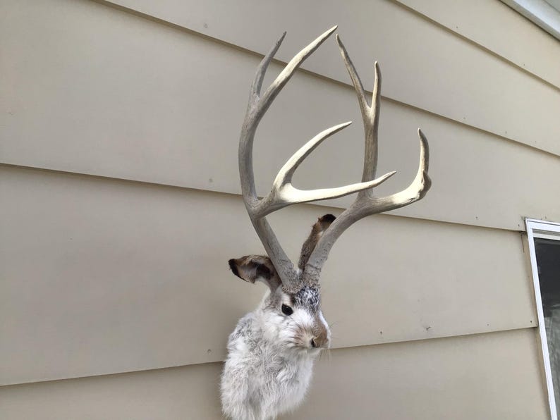JACKALOPE TAXIDERMY Mount Unique Big and Tall 8 Pointer (4x4),"big 8 ...