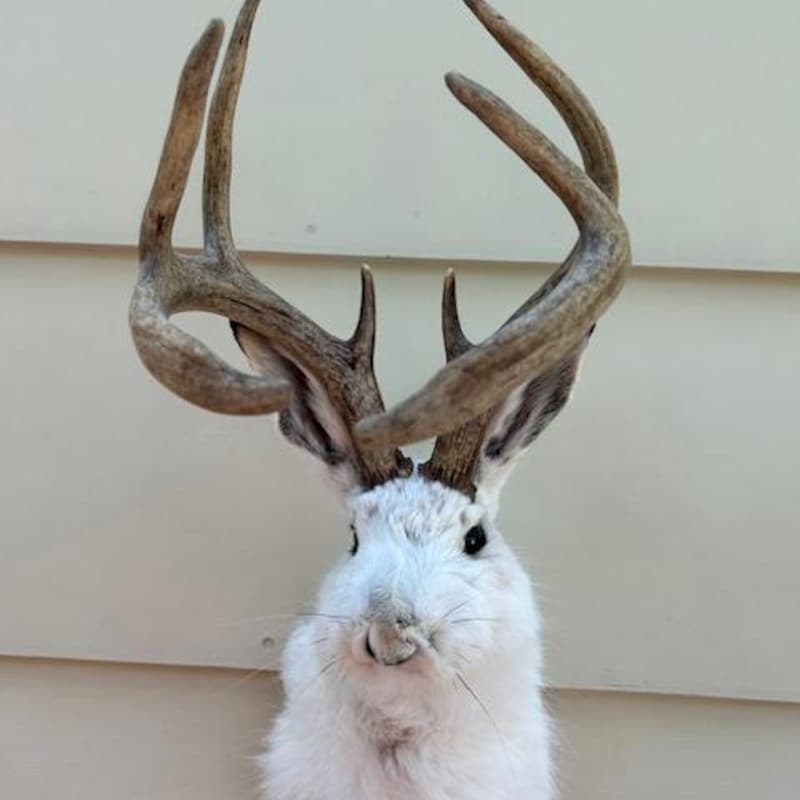 Jackalope Mount - Etsy