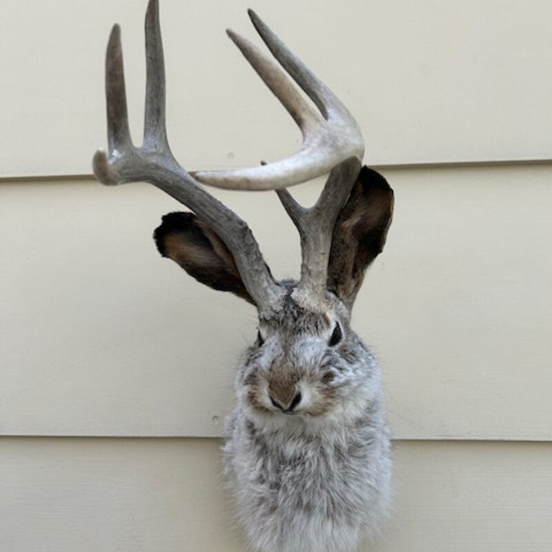 Jackalope Mount - Etsy
