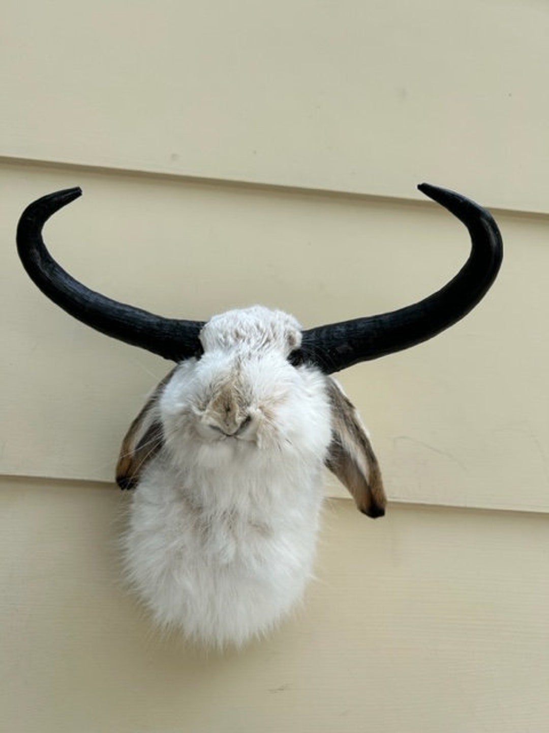 TEXAS Longhorn JACKALOPE Trophy real Jackrabbit Antelope Horn Tips - Etsy