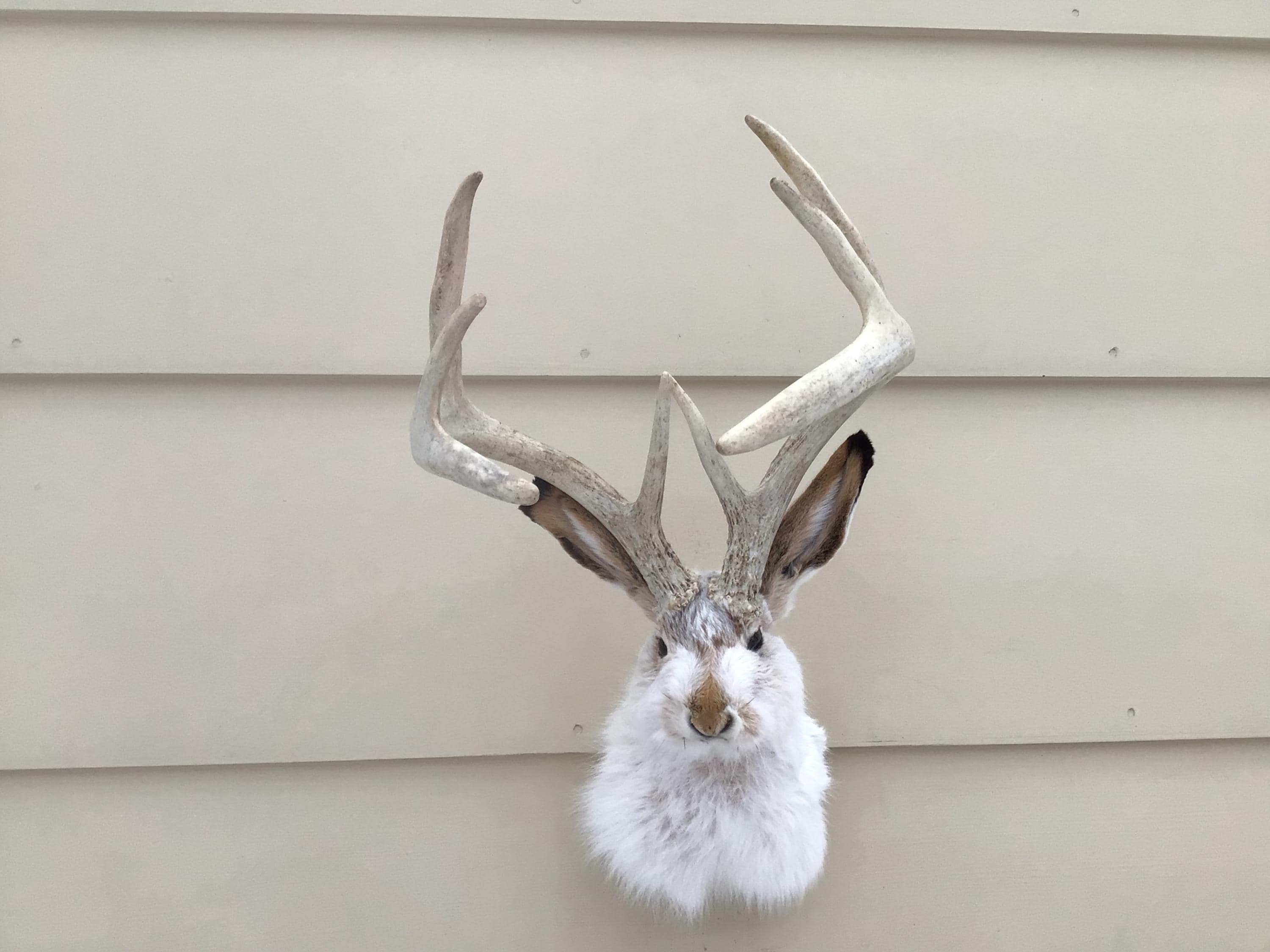 JACKALOPE TAXIDERMY Mount (real Jackrabbit/real Deer Antlers) Unique ...