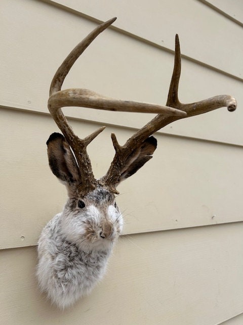 JACKALOPE TAXIDERMY Very Nice Tall and Wide Dark Brown Seven Pointer ...