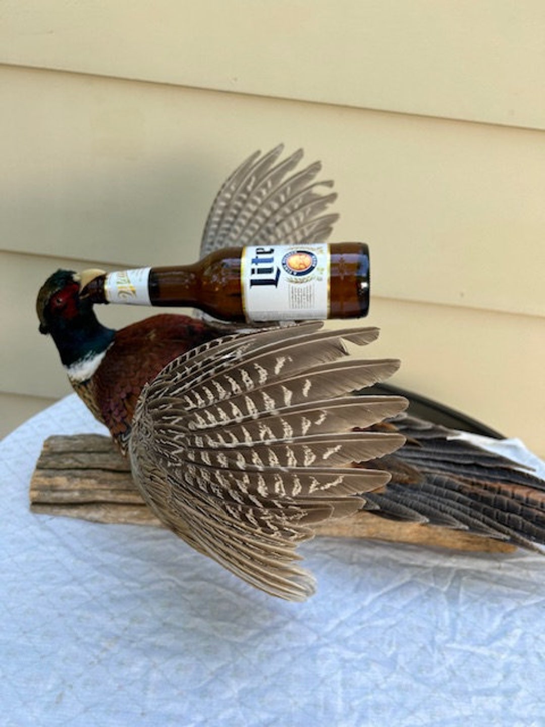 PHEASANT MOUNT DRINKING Beer (your Choice) New Taxidermy Mount - Etsy