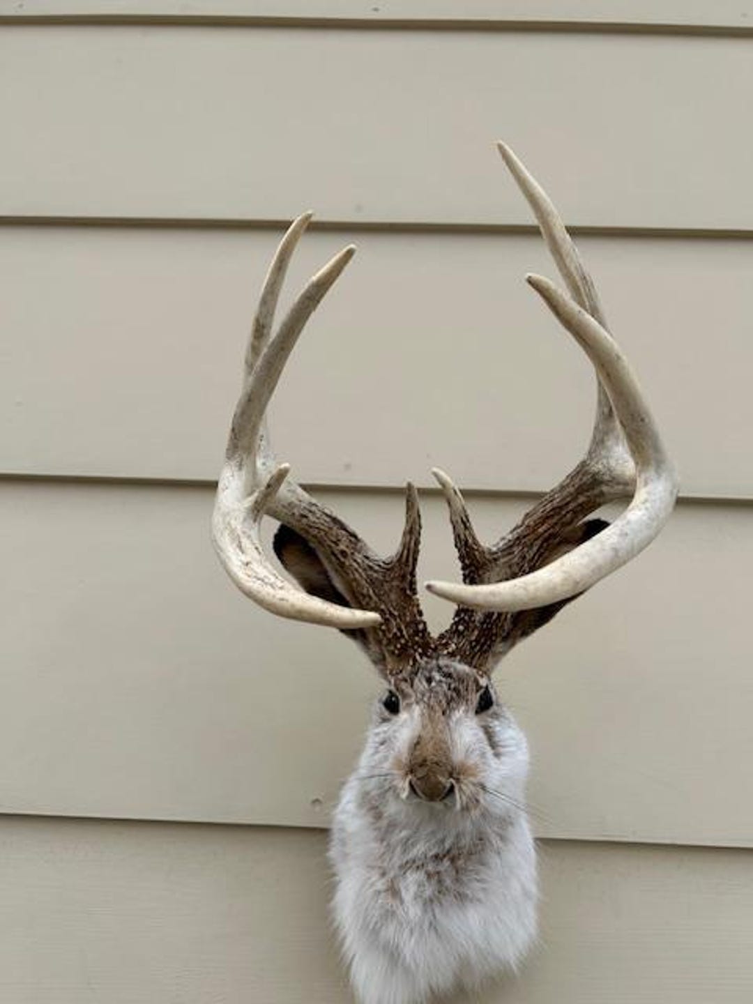 JACKALOPE Mount New TAXIDERMY MONSTER 9 Pointer 5X4 Very Symmetrical ...