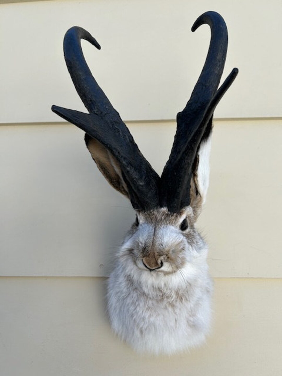 JACKALOPE TAXIDERMY Full Antelope Horns real Antelope Horns real ...