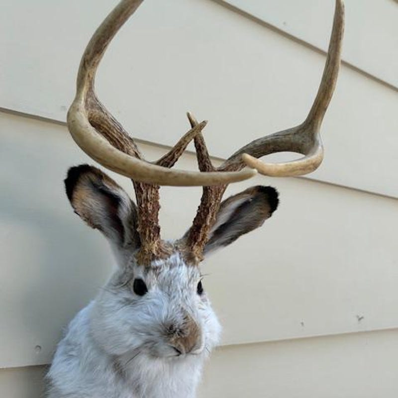 Jackalope Mount - Etsy