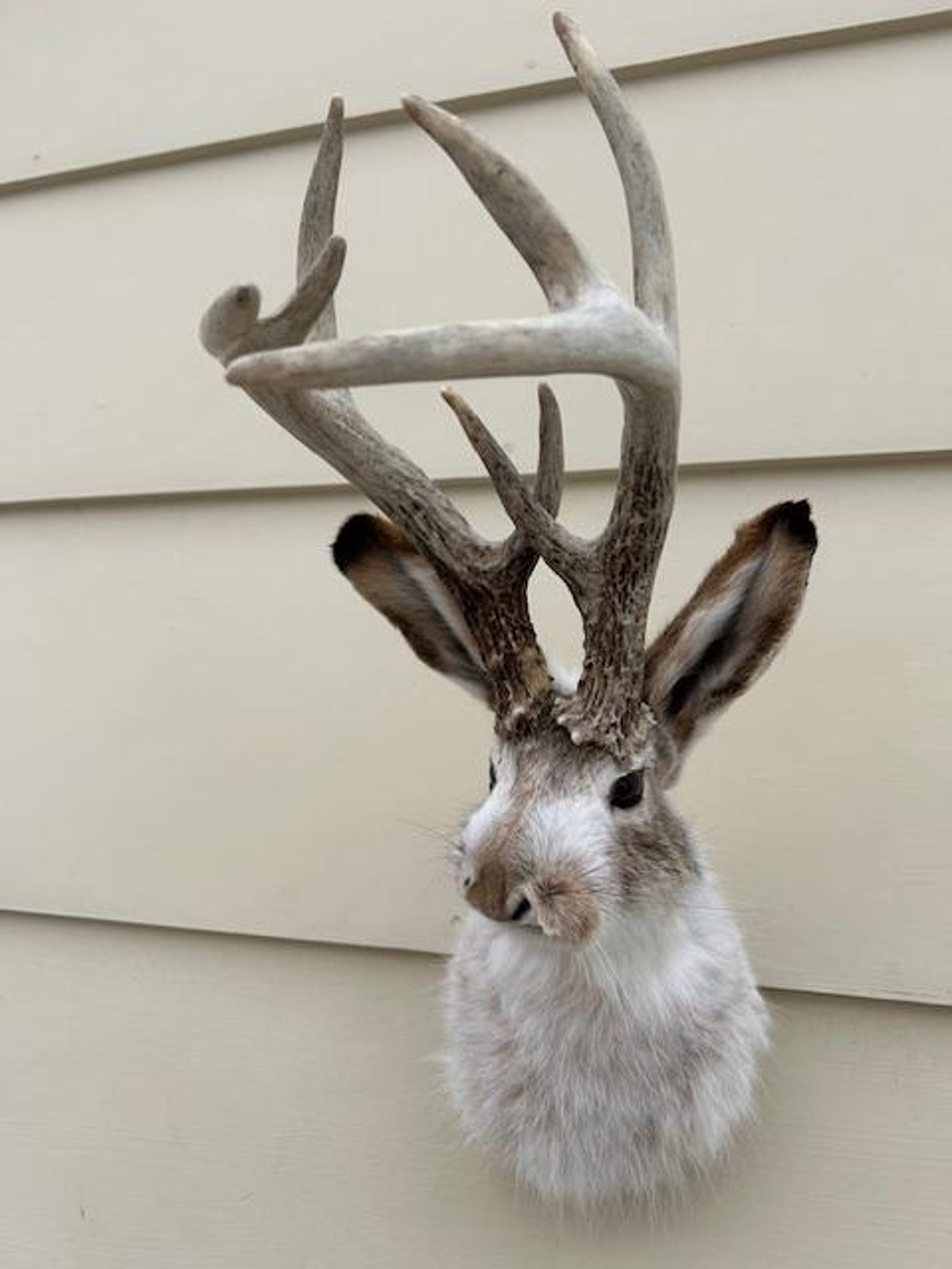 JACKALOPE TAXIDERMY Mount Unique Tall 8 Pointer 4X4, One of a Kind real ...