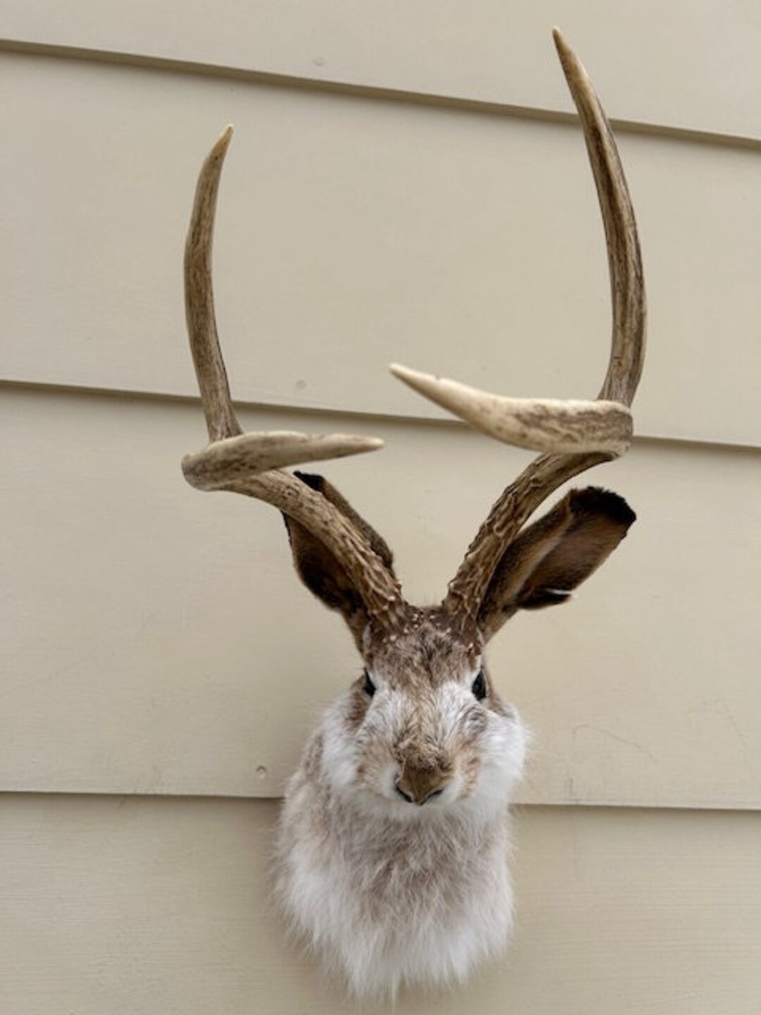 JACKALOPE TAXIDERMY Unique forke Four-point mule Deer 2X2 Forked Antler ...