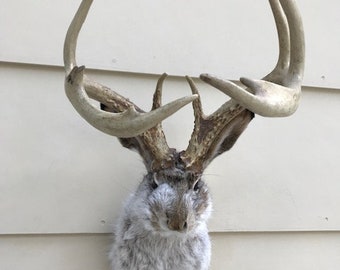 Taxidermy Jackrabbit - Etsy
