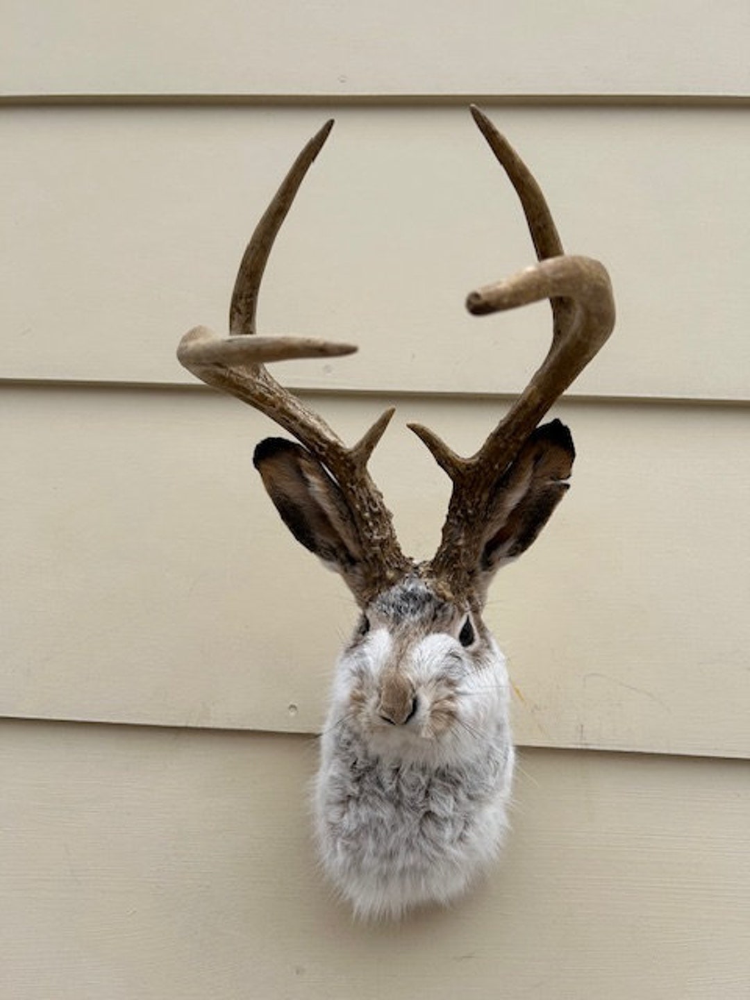 JACKALOPE TAXIDERMY Very Nice Tall and Wide Dark Brown Seven Pointer ...