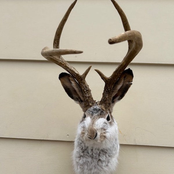 Jackalope Mount - Etsy