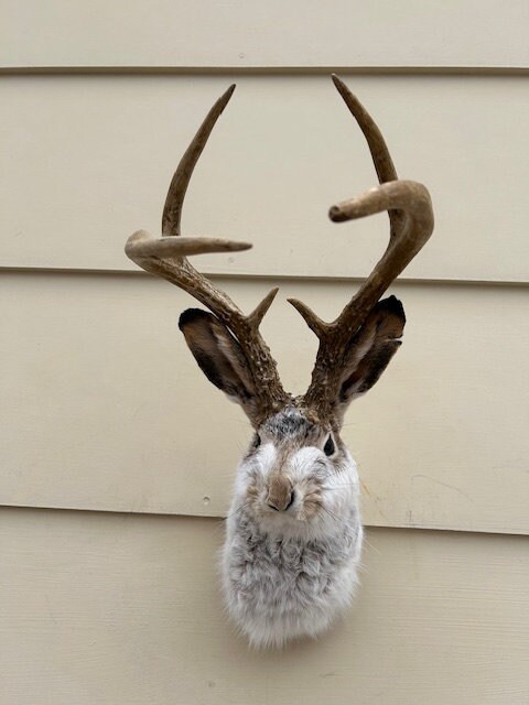 JACKALOPE TAXIDERMY Very Nice Tall and Wide Dark Brown Seven Pointer ...