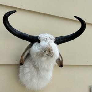 TEXAS Longhorn JACKALOPE Trophy real Jackrabbit Antelope Horn Tips - Etsy