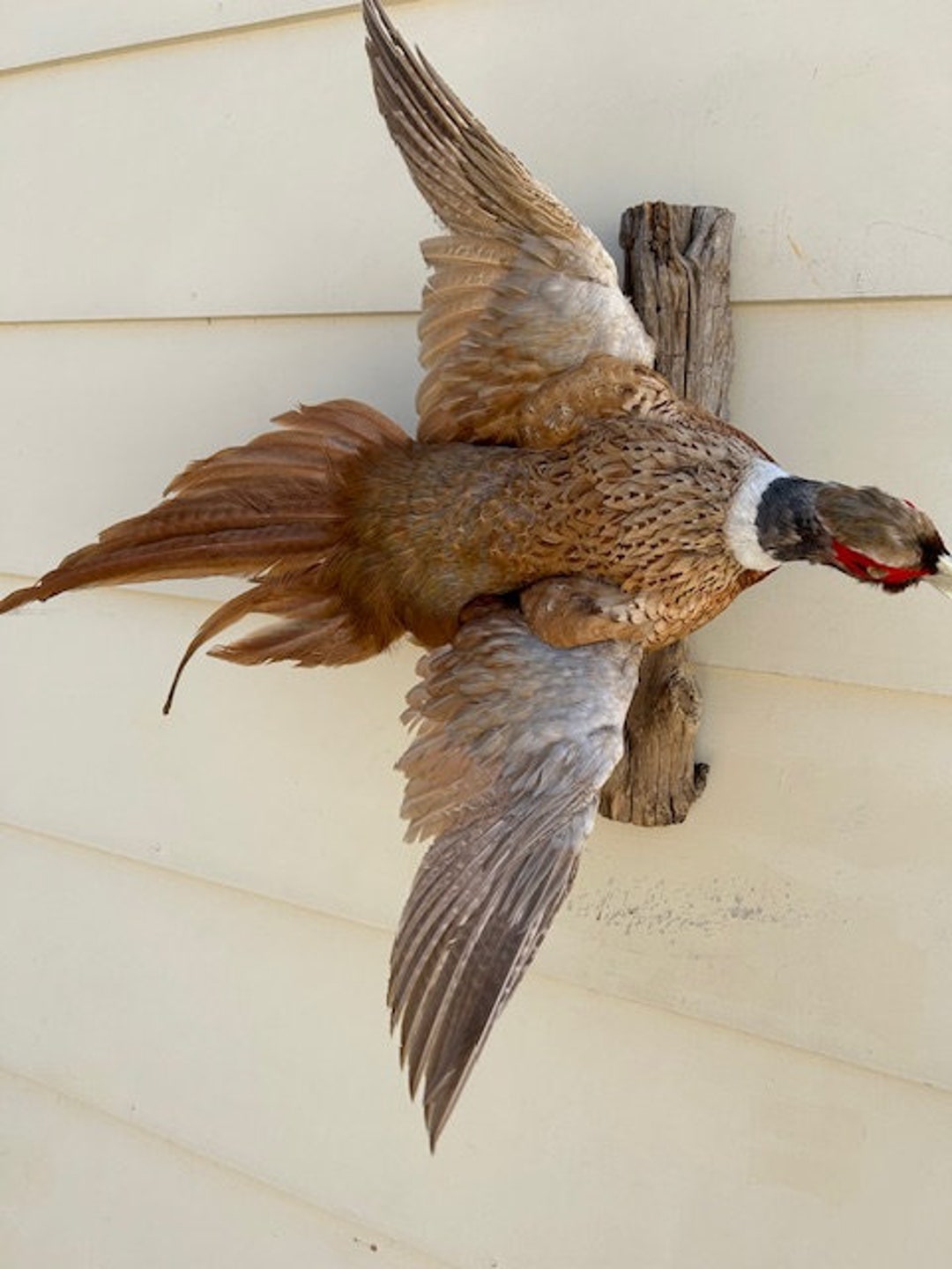 Red BUFF PHEASANT Taxidermy Mount of a Buff-colored Chinese Ringneck ...
