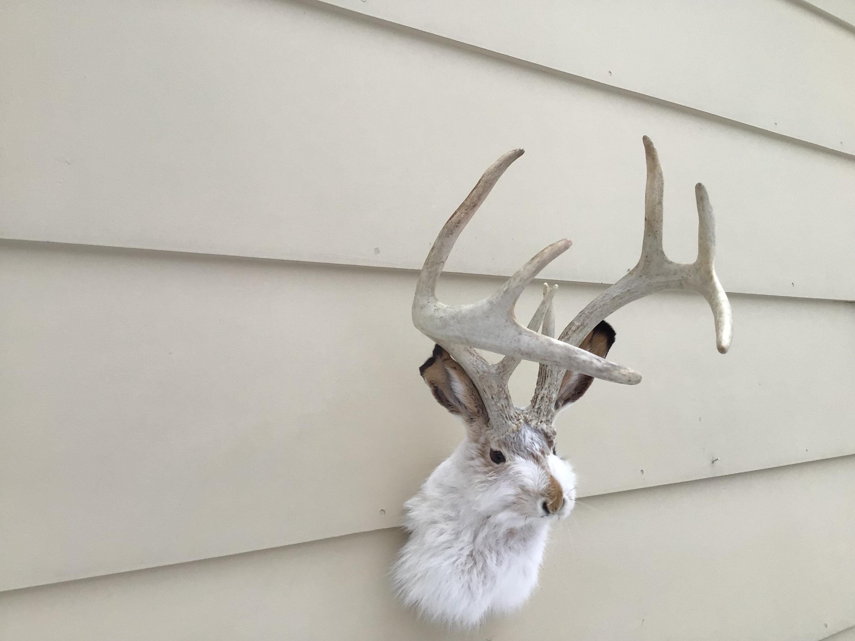 JACKALOPE TAXIDERMY Mount (real Jackrabbit/real Deer Antlers) Unique ...
