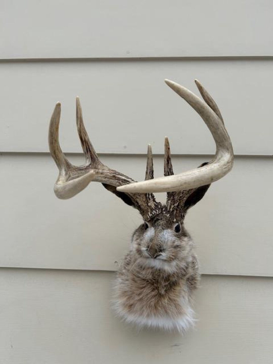 JACKALOPE TAXIDERMY Real Nice Eight Pointer 4X4 Real Heavy, Symmetrical ...