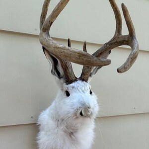 JACKALOPE TAXIDERMY Mount (real Jackrabbit/real Deer Antlers) Unique 8 ...