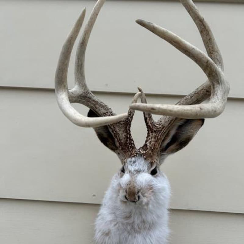 Jackalope - Etsy