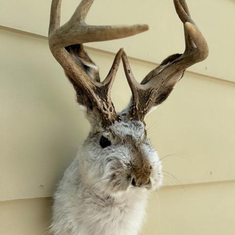 Jackalope Mount - Etsy