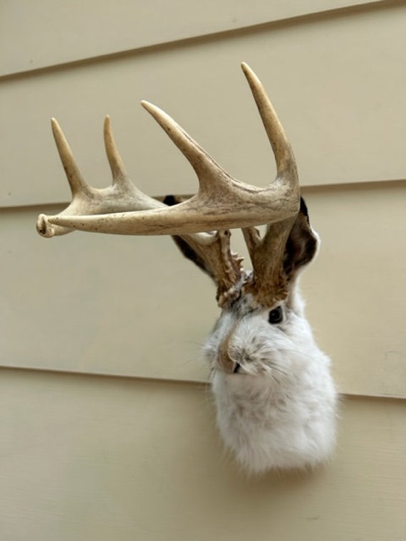 Real Jackalope