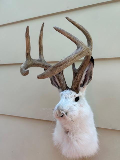 JACKALOPE TAXIDERMY Mount (real Jackrabbit/real Deer Antlers) Unique 8 ...