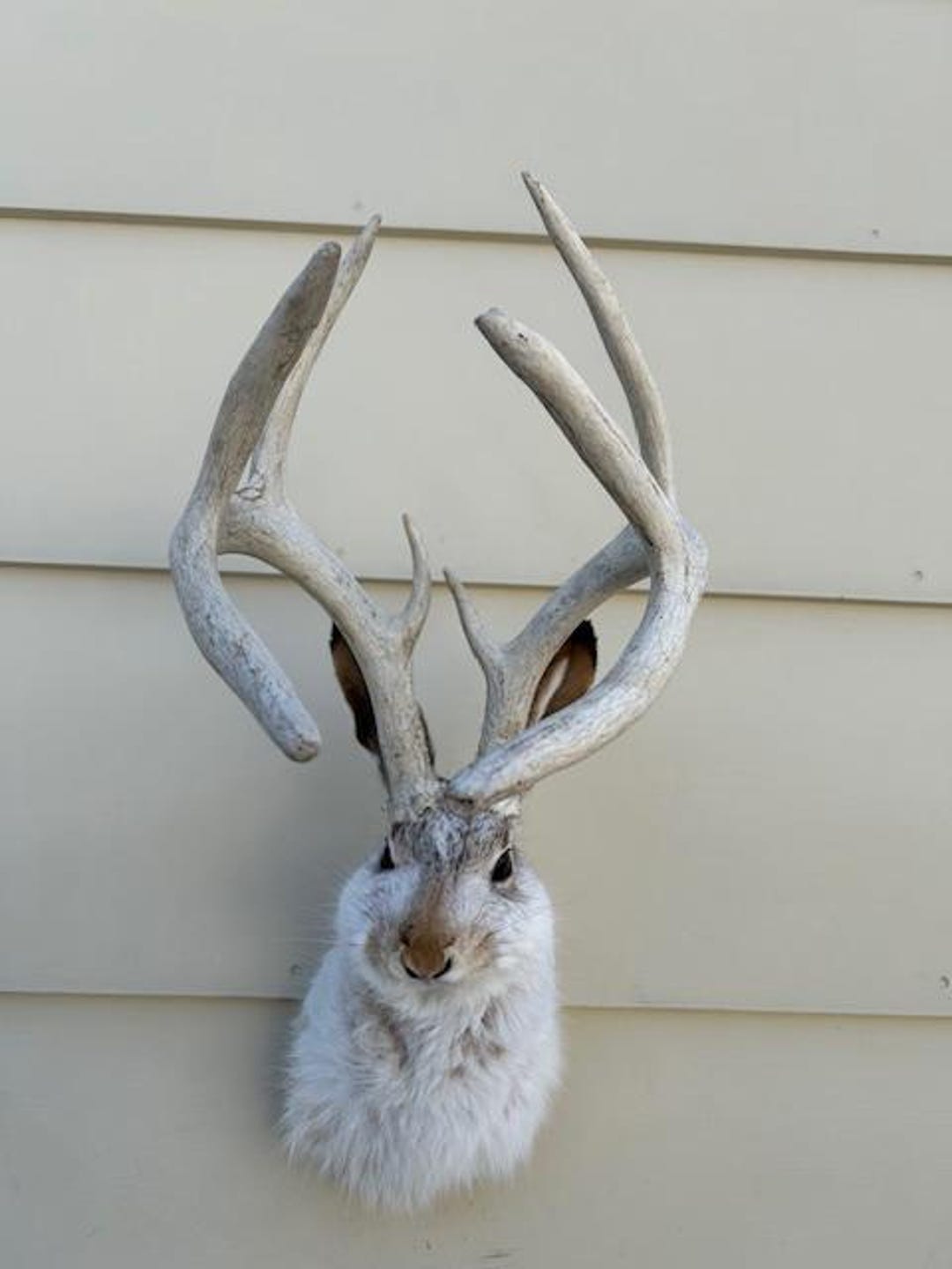 JACKALOPE TAXIDERMY Real Nice TALL Eight Pointer (4X4) Extremely Tall ...