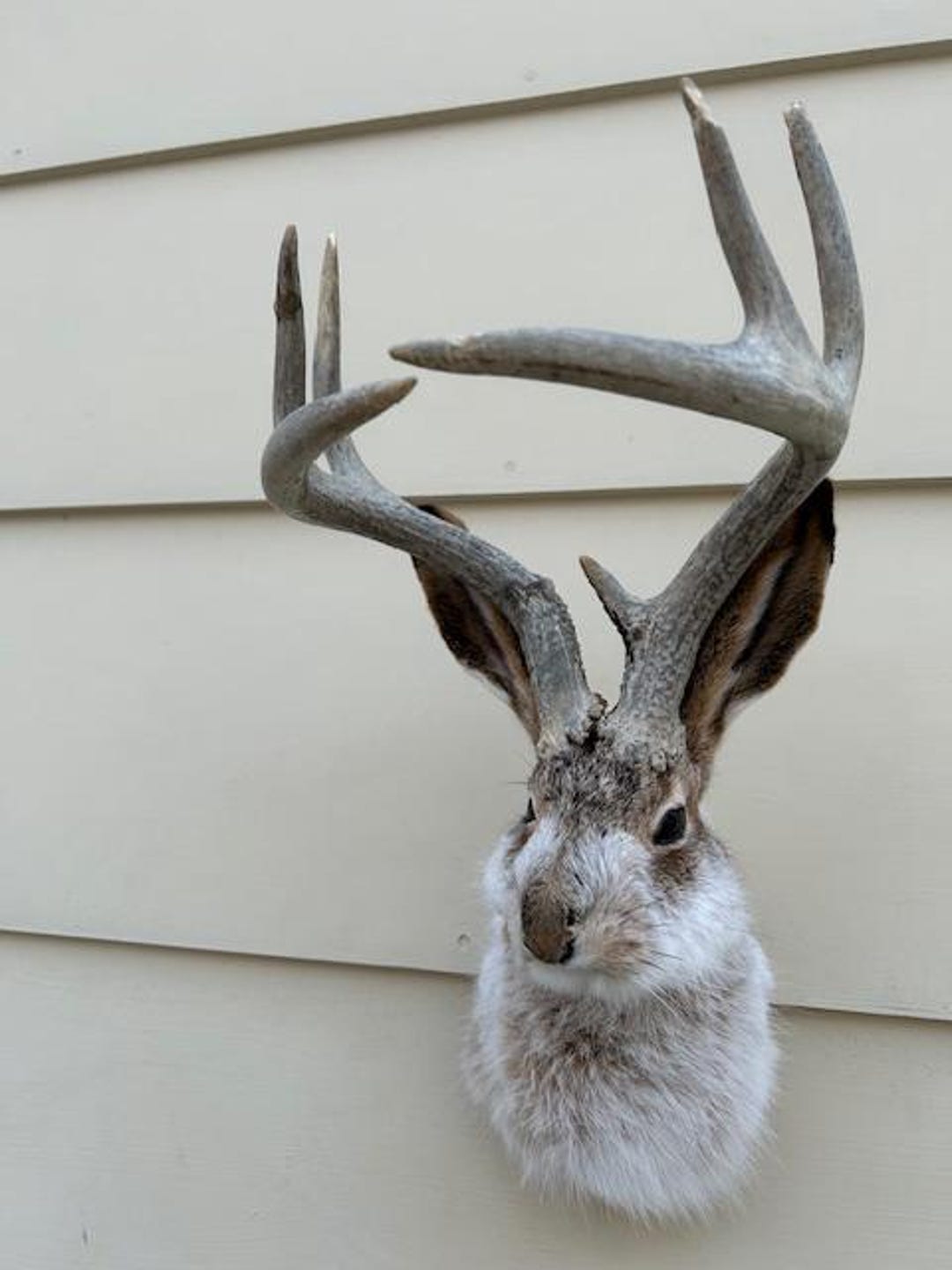 JACKALOPE TAXIDERMY Mount Unique Symmetrical 7 Pointer 3x4real ...