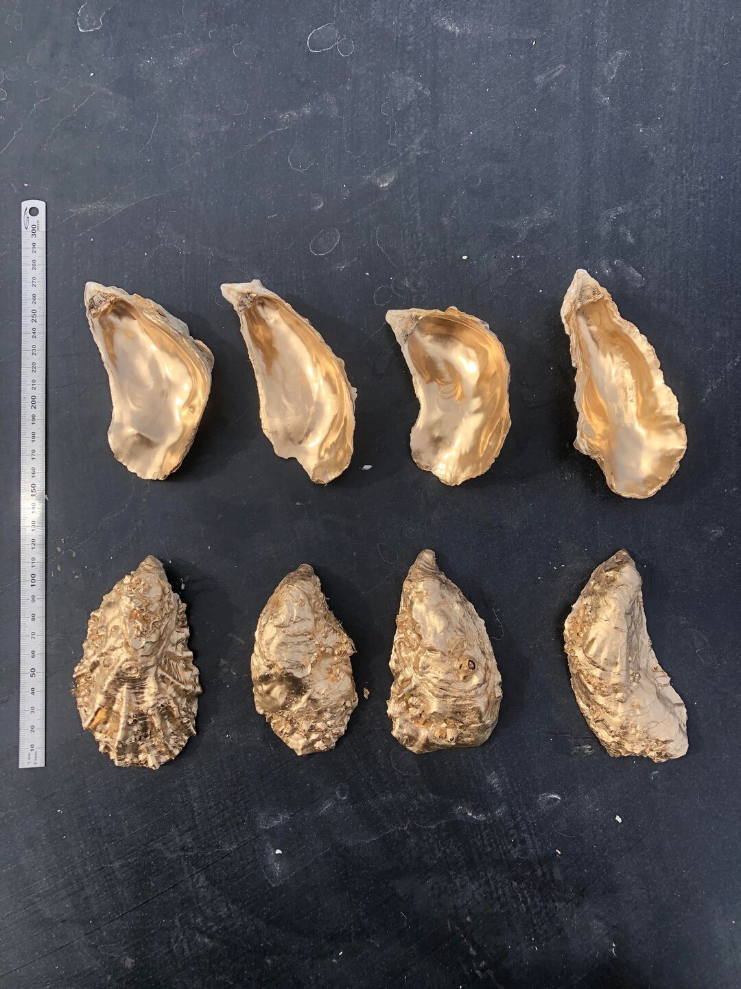 Golden Oyster Shell / Oyster Shell - Etsy