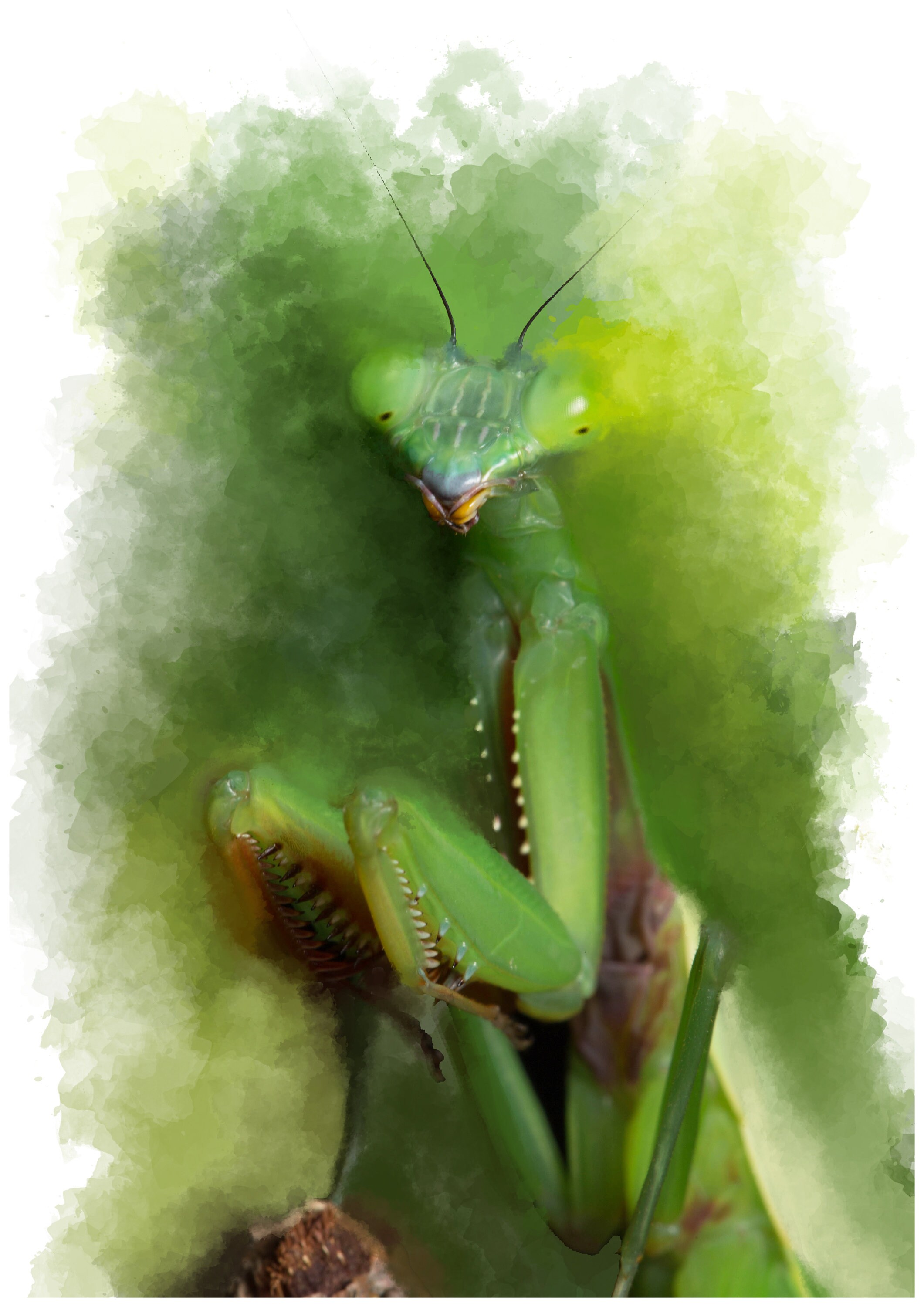 Mantis Watercolour A4 Print - Etsy