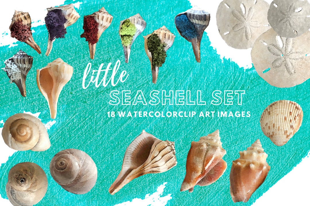 Watercolor Seashell Clip Art Digital Art | 300 Dpi | PNG | Clipart ...