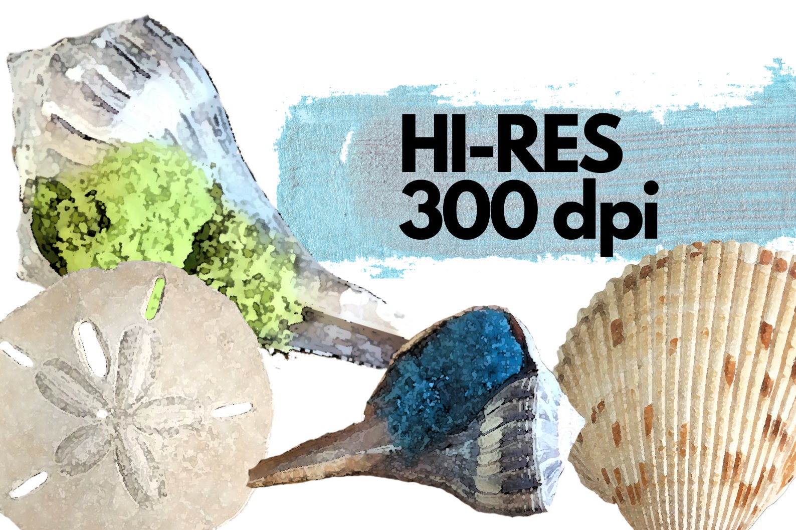 Watercolor Seashell Clip Art Digital Art | 300 Dpi | PNG | Clipart ...