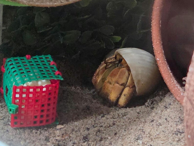 Krusty's Christmas Cube With Burning Bush and Popcorn Sample. - Etsy