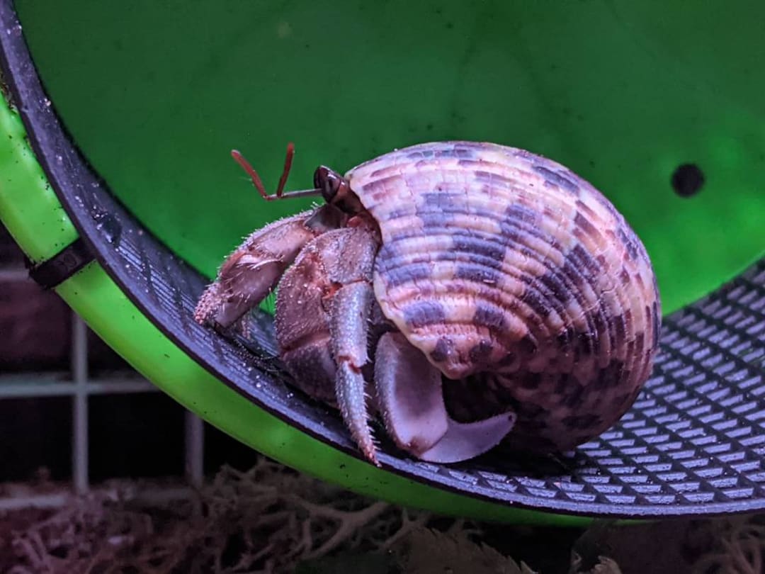 Hermit Crab Climbing Rabbit Drops Toy Hermit Crab Exercise Wheel Hermit ...