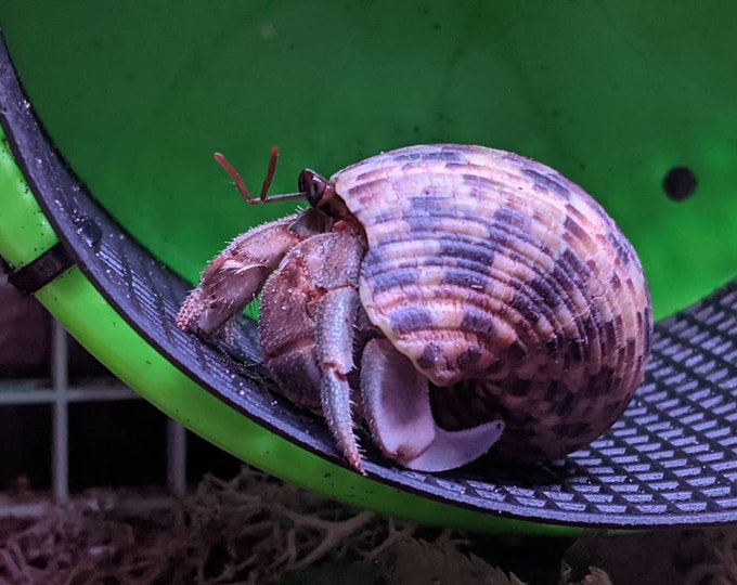 Exercise Wheels for Hermit Crabs 5.5" Diameter / Hermit Crab Enrichment ...