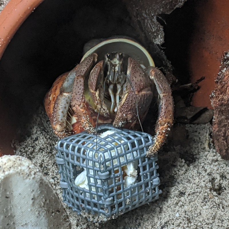 Pink Hermit Crab Toys - Etsy