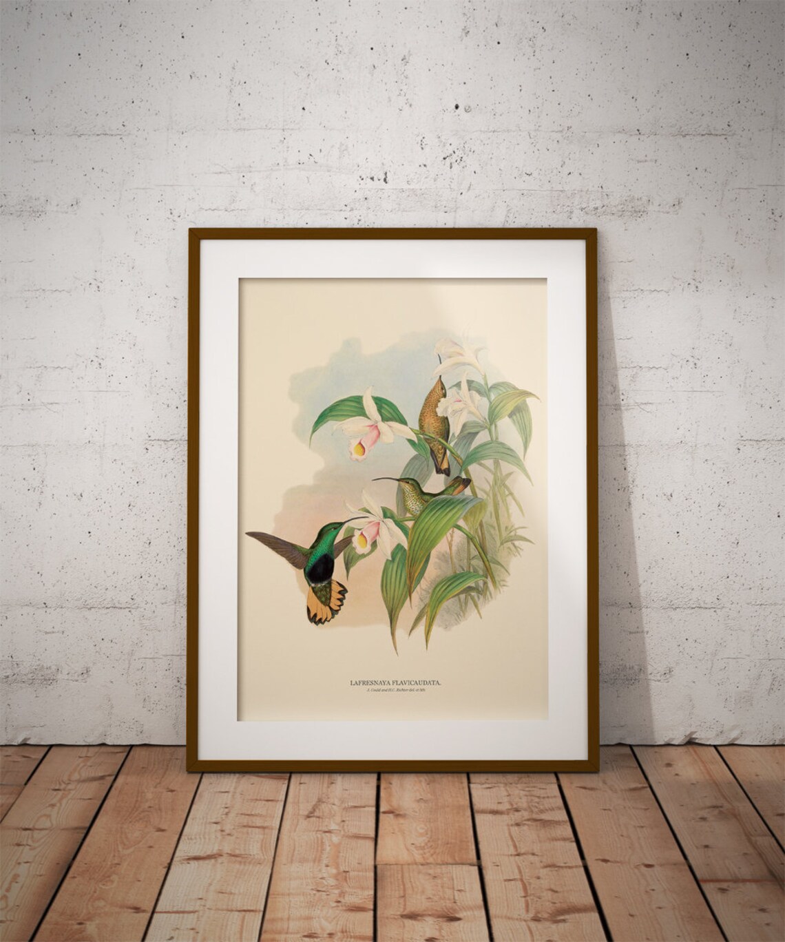 Hummingbird Vintage Art Print Set Antique Poster Bird - Etsy