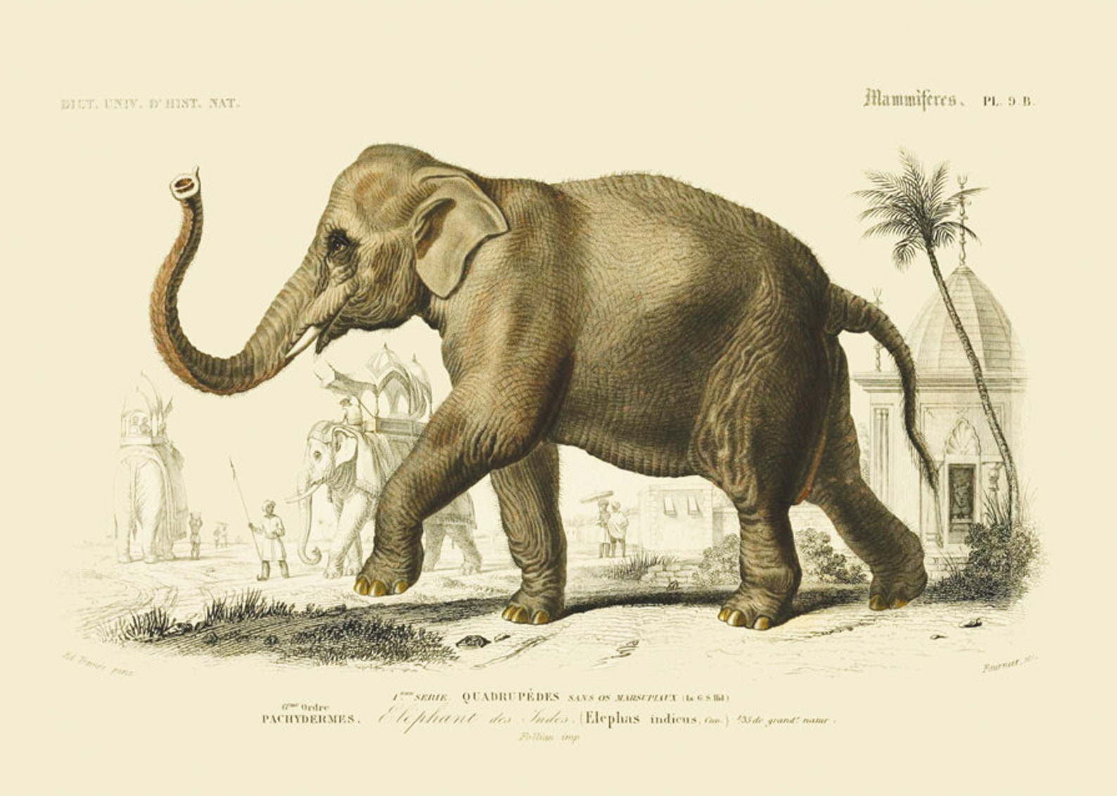 African Animals Vintage Prints Exotic Jungle Animal Safari - Etsy