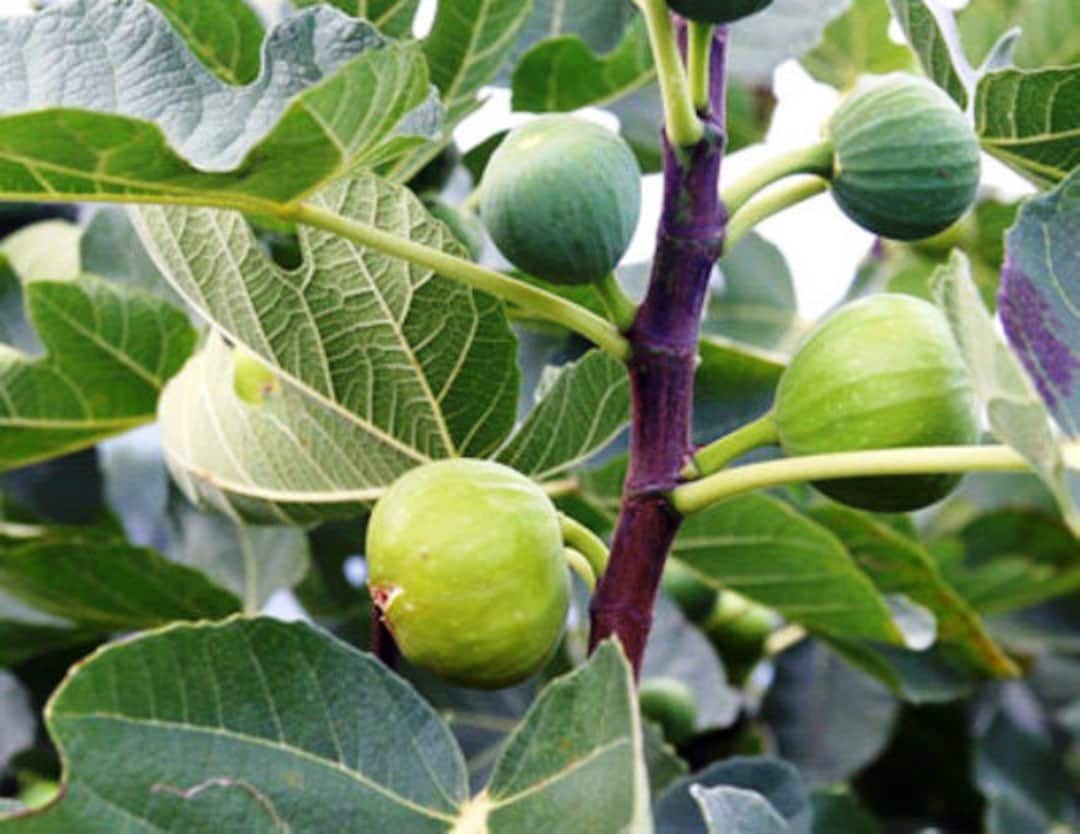 X2 Thermalito Green Fig Tree Cuttings Ficus Carica - Etsy