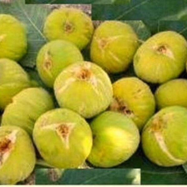 Yellow Fig - Etsy