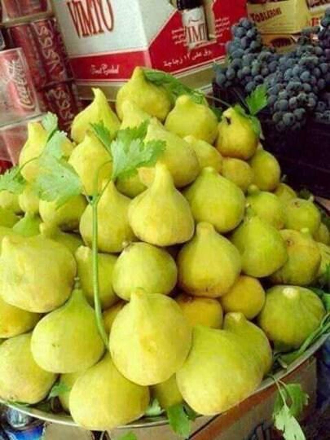 X6 Sierra Fig Tree Cutting Ficus Carica - Etsy