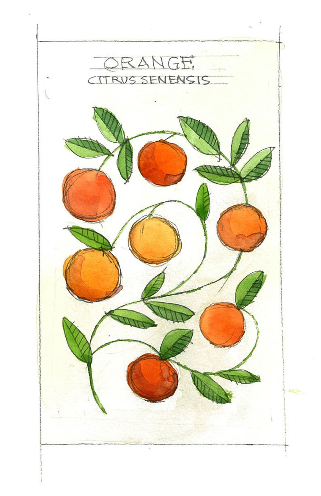 Oranges W/ Latin Descriptor - Etsy