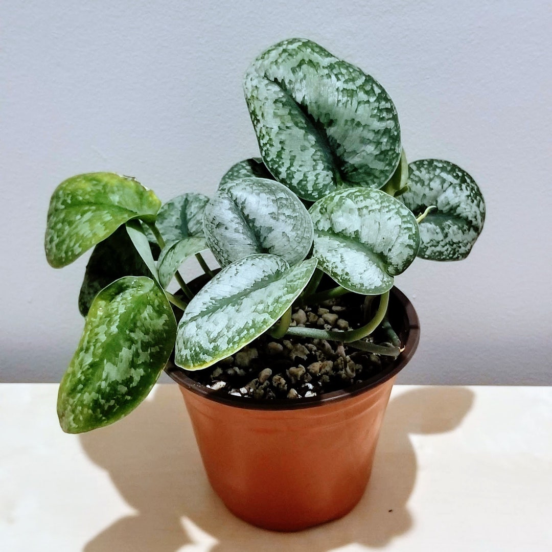 Silver Splash Scindapsus Cuttings (US - Seller) - Etsy