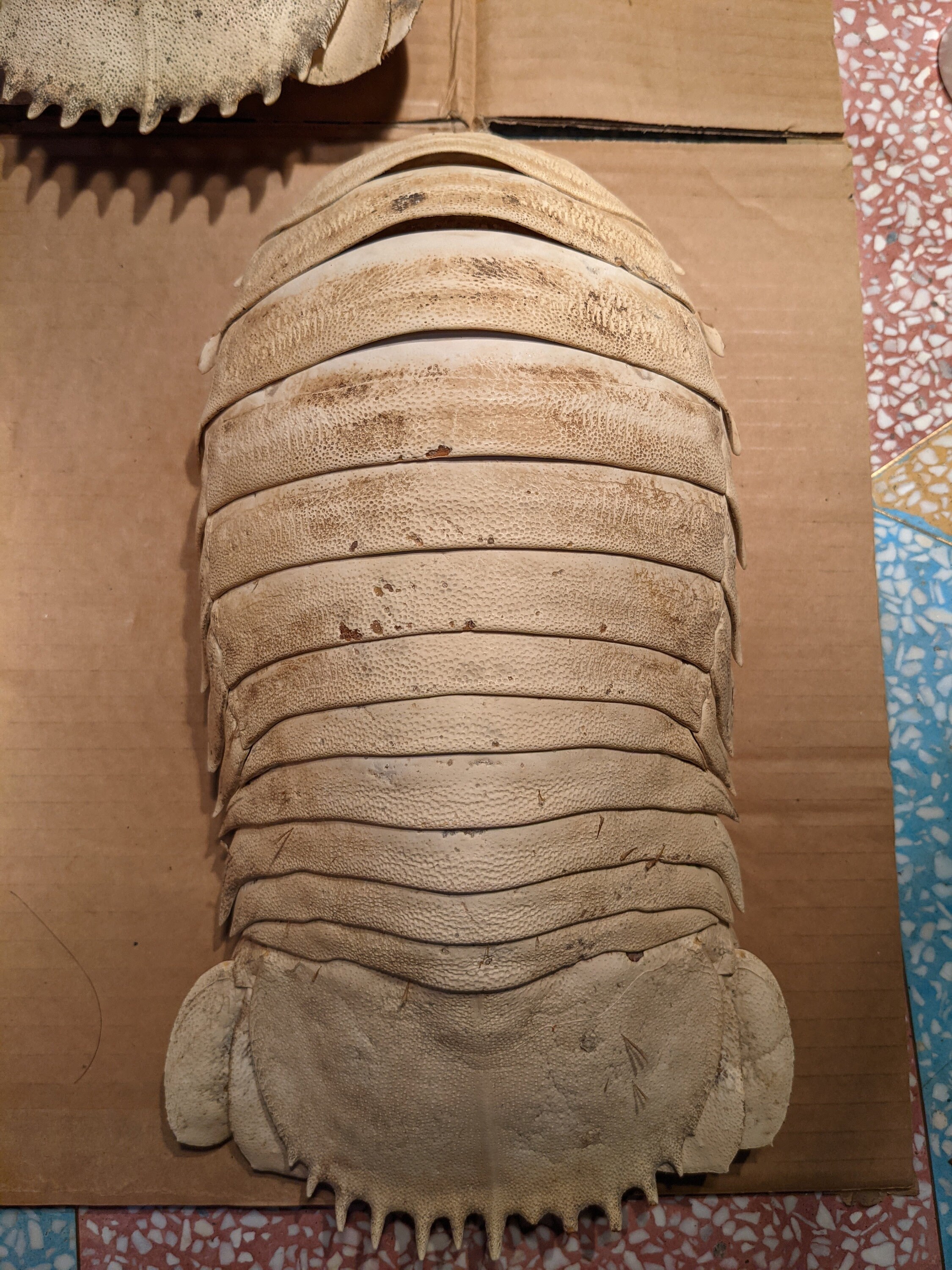 38cm Giant Isopod | Etsy