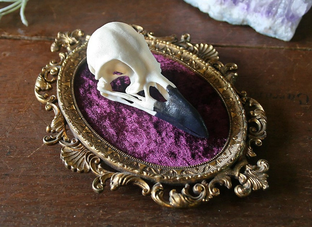 Crow Skull in Antique Italian Frame Replica - Etsy