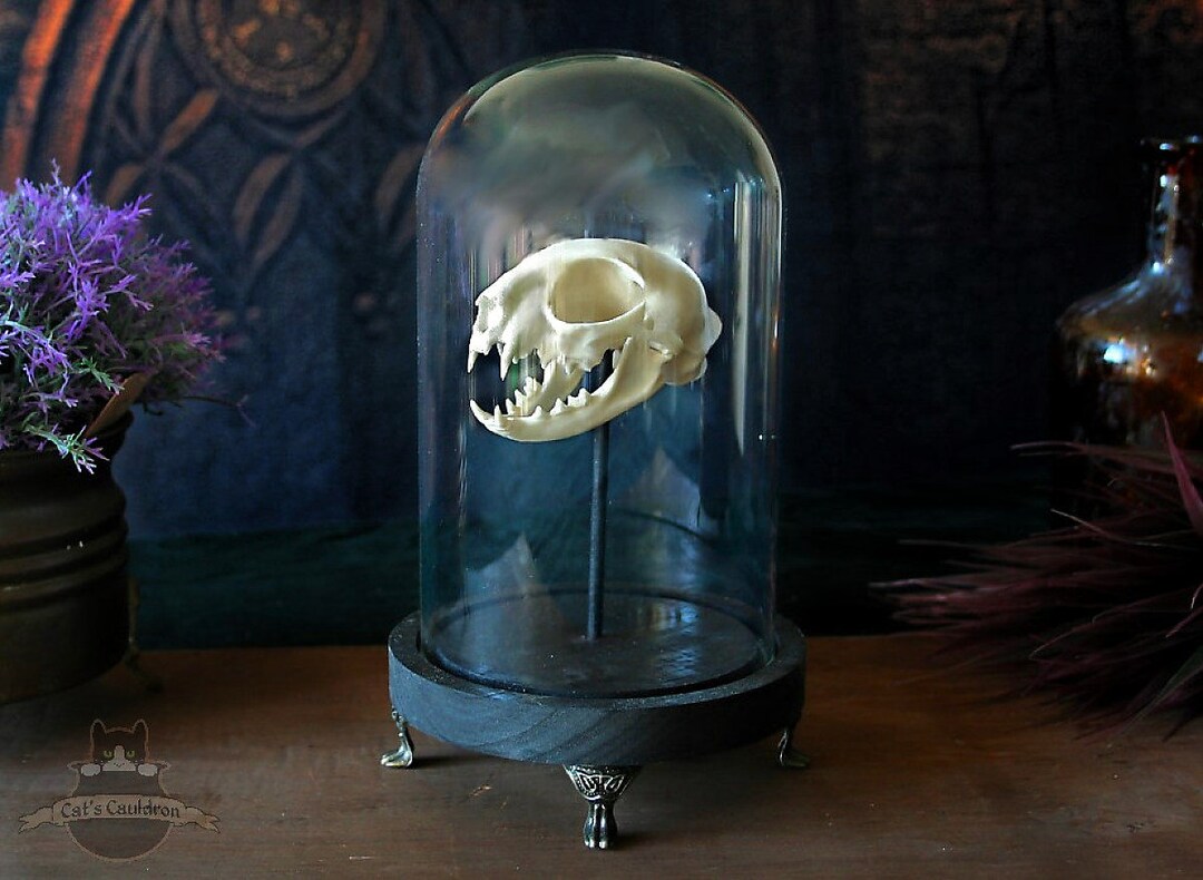 Cat Skull in Glass Bell Jar Oddity & Curiousa Replica - Etsy