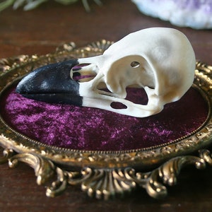 Crow Skull in Antique Italian Frame Replica - Etsy