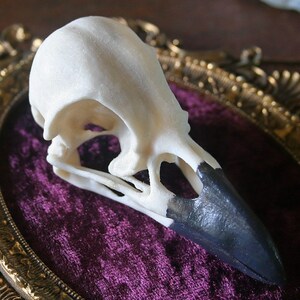 Crow Skull in Antique Italian Frame Replica - Etsy