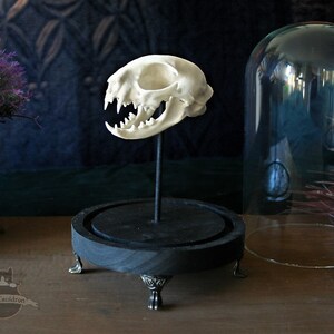 Cat Skull in Glass Bell Jar Oddity & Curiousa Replica - Etsy