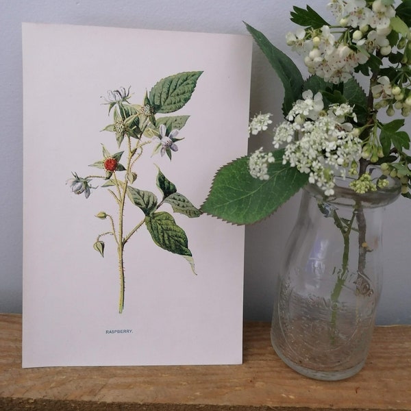 Botanical Book Plate - Etsy