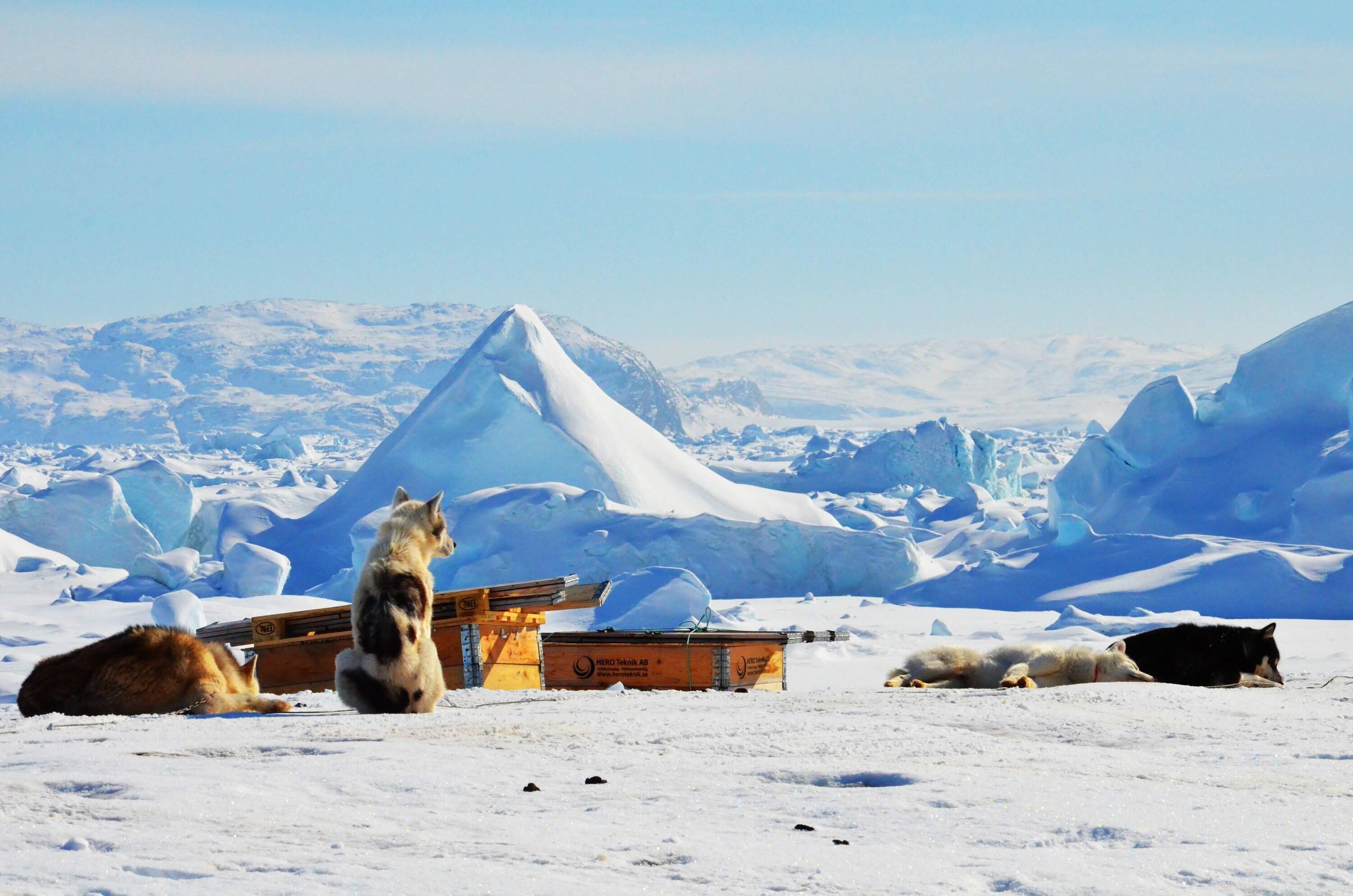 Greenlandic Dog Ilulissat Icefjord Iceberg Print | 500 DPI Resolution ...